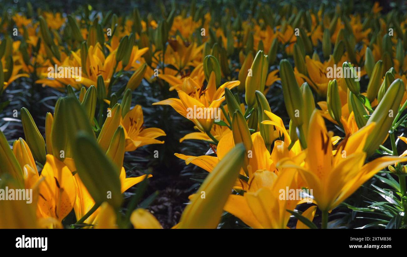 Field of vibrant yellow lilies blooming under sunlight, showcasing Stock Photo - Alamy