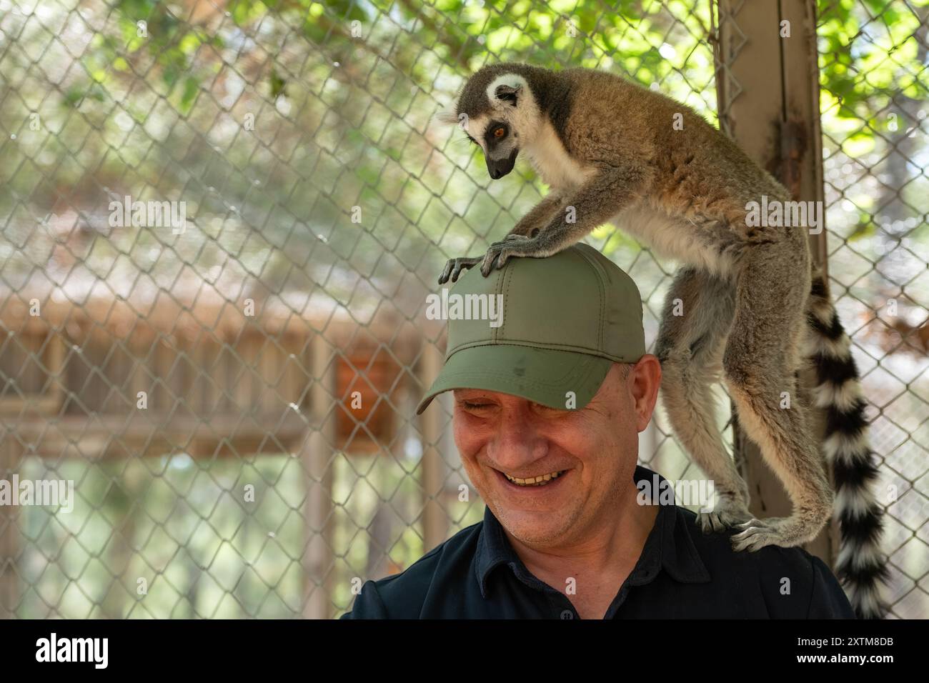 Cute and curious lemur on top of the man . Lemur catta Stock Photo - Alamy
