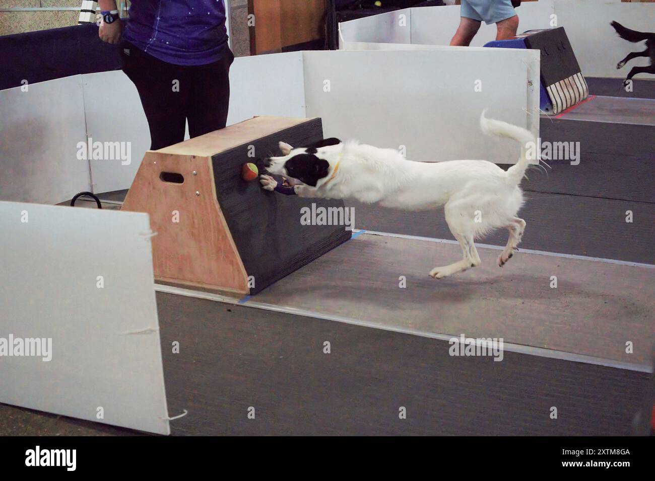 Lincoln, UK - August 4th 2024: A dog from the Sirius Stars Flyball team ...
