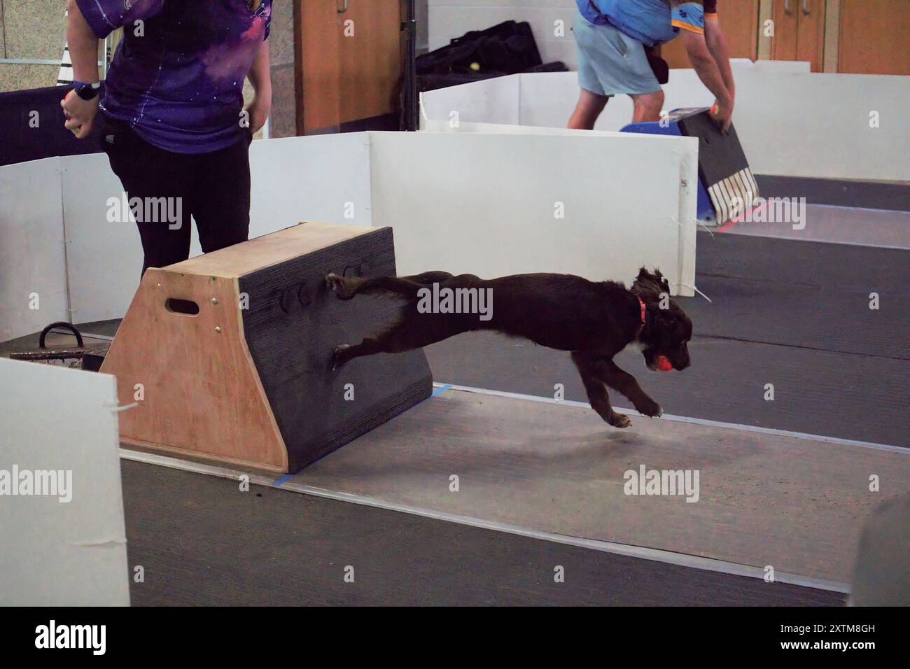 Lincoln, UK - August 4th 2024: A dog from the Sirius Stars Flyball team ...