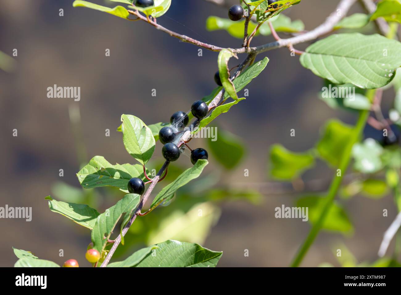 Vitis bellula, commonly known as the beautiful grape or small leaf hair ...