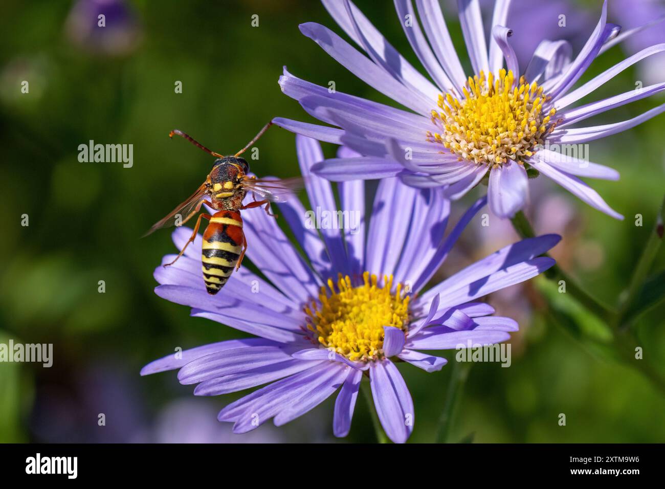 A large and colorful Potter Wasp with a striped backside taking flight ...