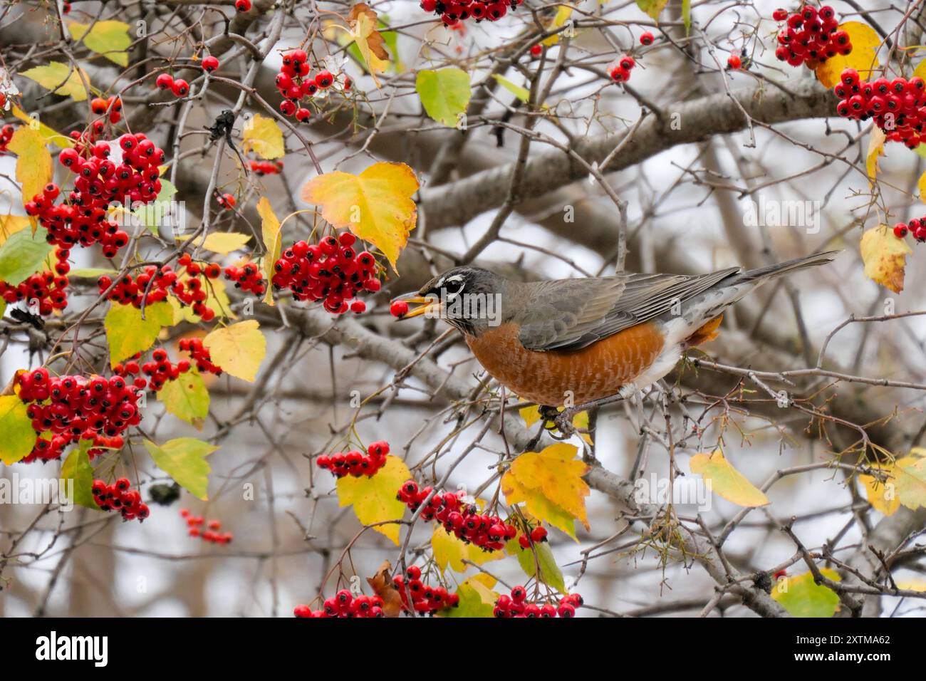 American robin eating hawthorn fruit. Oak Park, Illinois Stock Photo ...