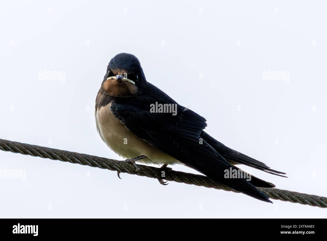 A barn swallow flying in Turvey Nature Reserve, Dublin. This bird feeds ...