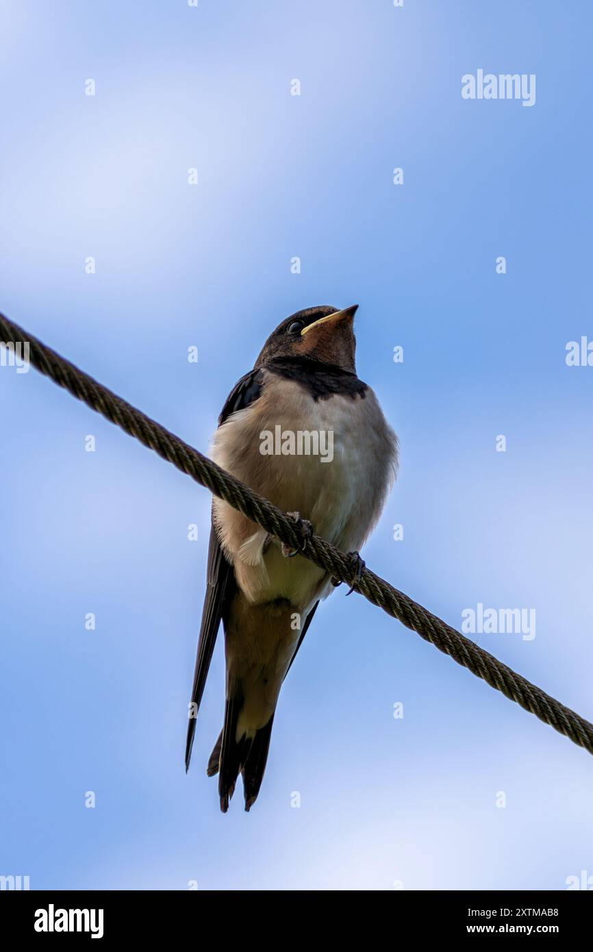 A barn swallow flying in Turvey Nature Reserve, Dublin. This bird feeds ...