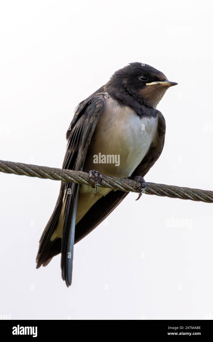 A barn swallow flying in Turvey Nature Reserve, Dublin. This bird feeds ...