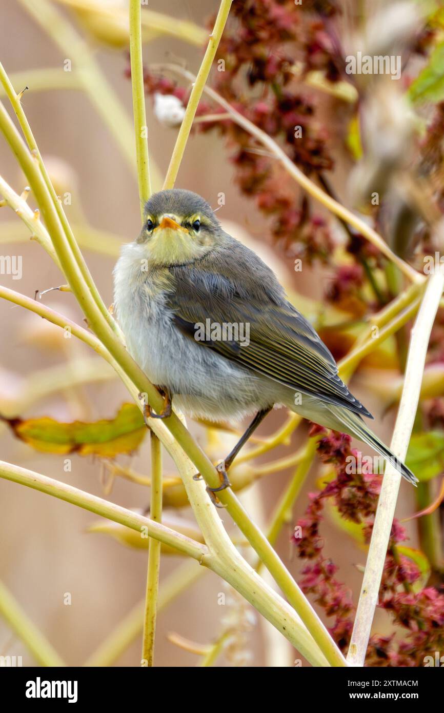 A willow warbler spotted in Turvey Nature Reserve, Dublin. This bird ...