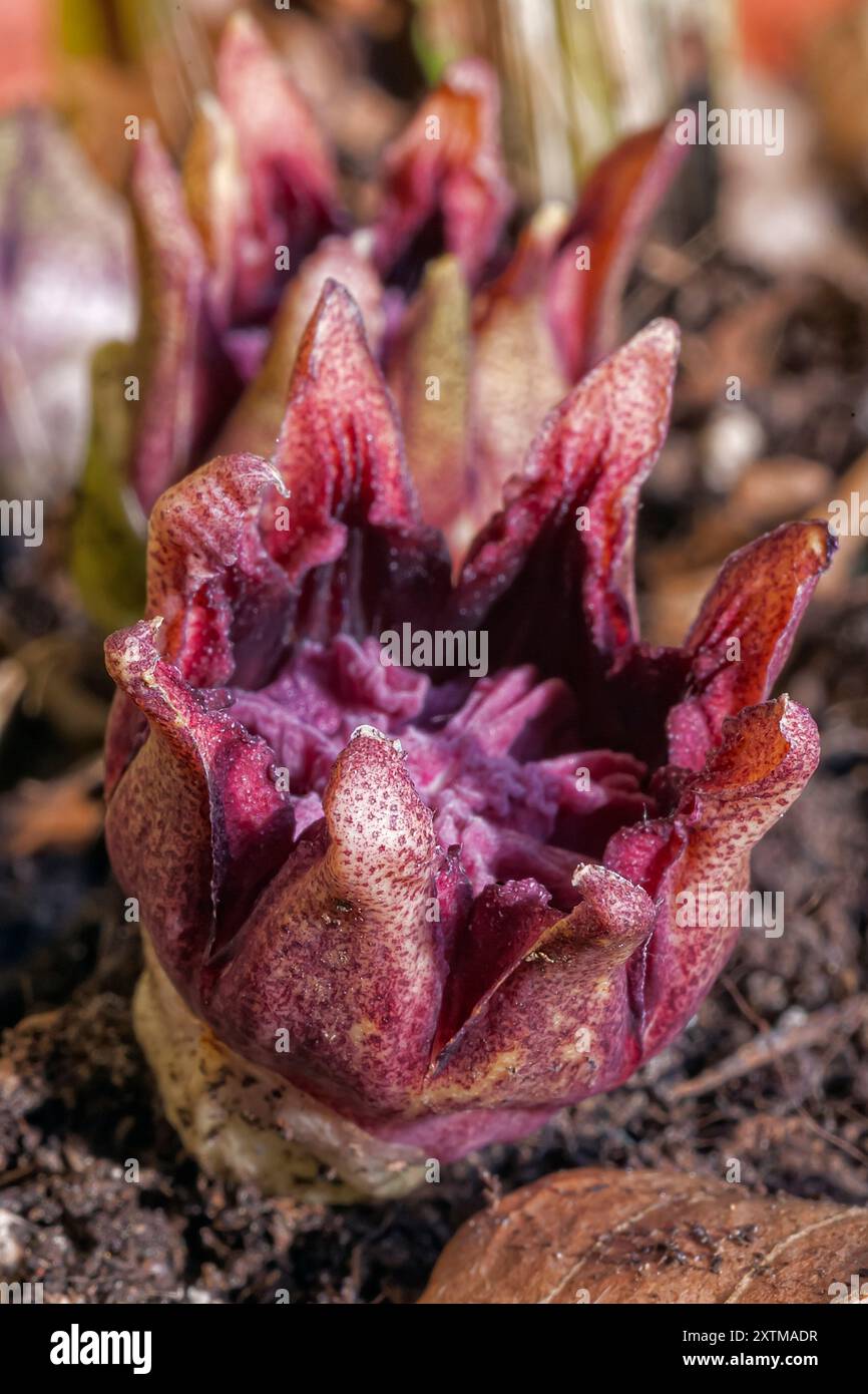 Cast-iron-plant (Aspidistra elatior), Asparagaceae. Rhizomatous ...
