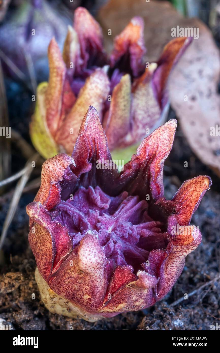 Cast-iron-plant (Aspidistra elatior), Asparagaceae. Rhizomatous ...