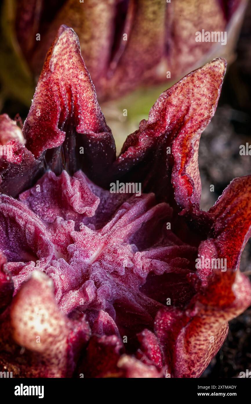 Cast-iron-plant (Aspidistra elatior), Asparagaceae. Rhizomatous ...