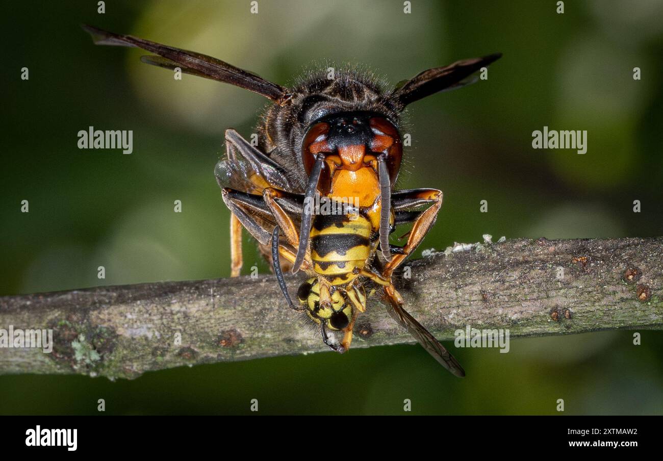 Rosny Sous Bois, France. 15th Aug, 2024. An Asian hornet, ( Vespa ...