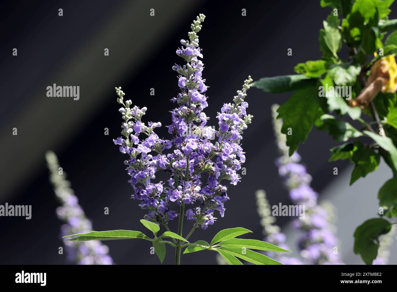 Heilpflanzen aus der Geschichte Der Mönchspfeffer, auch als Keuschbaum ...