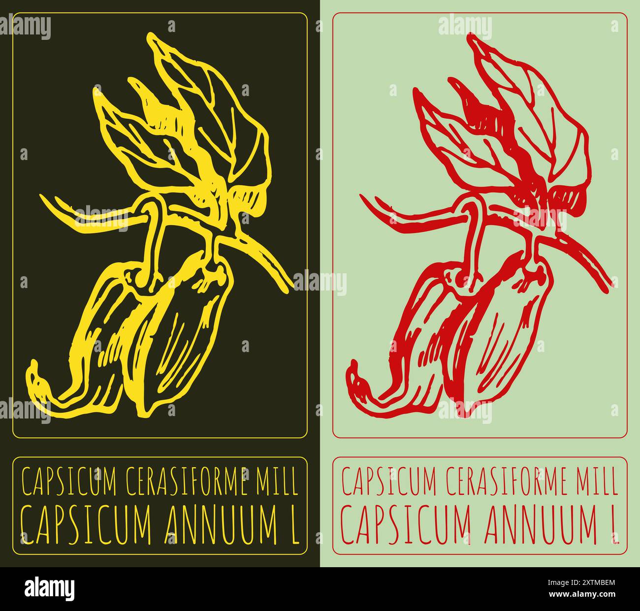 Vector drawing CAPSICUM CERASIFORME MILL. Hand drawn illustration ...