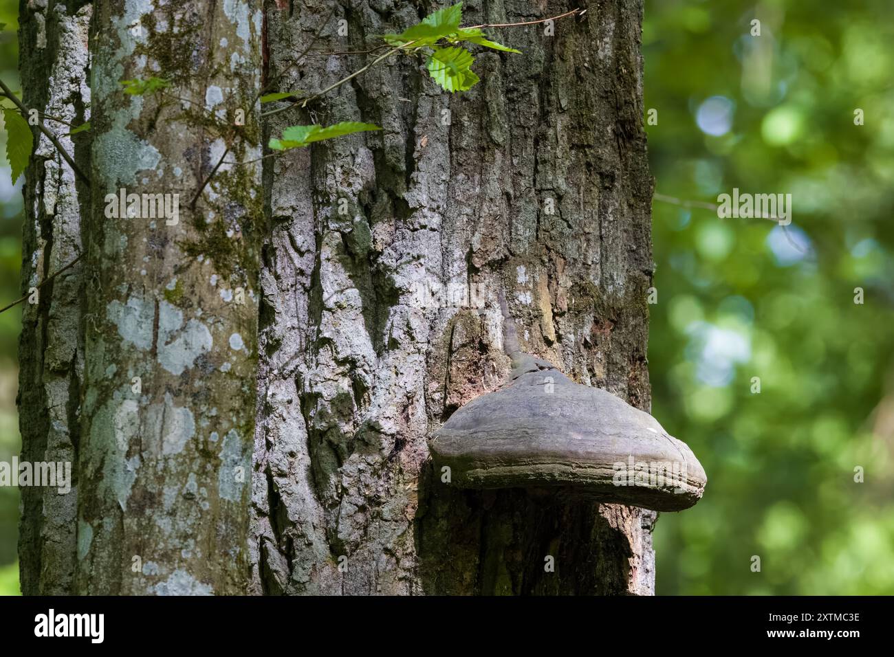 Fuzzy polypore hi-res stock photography and images - Alamy
