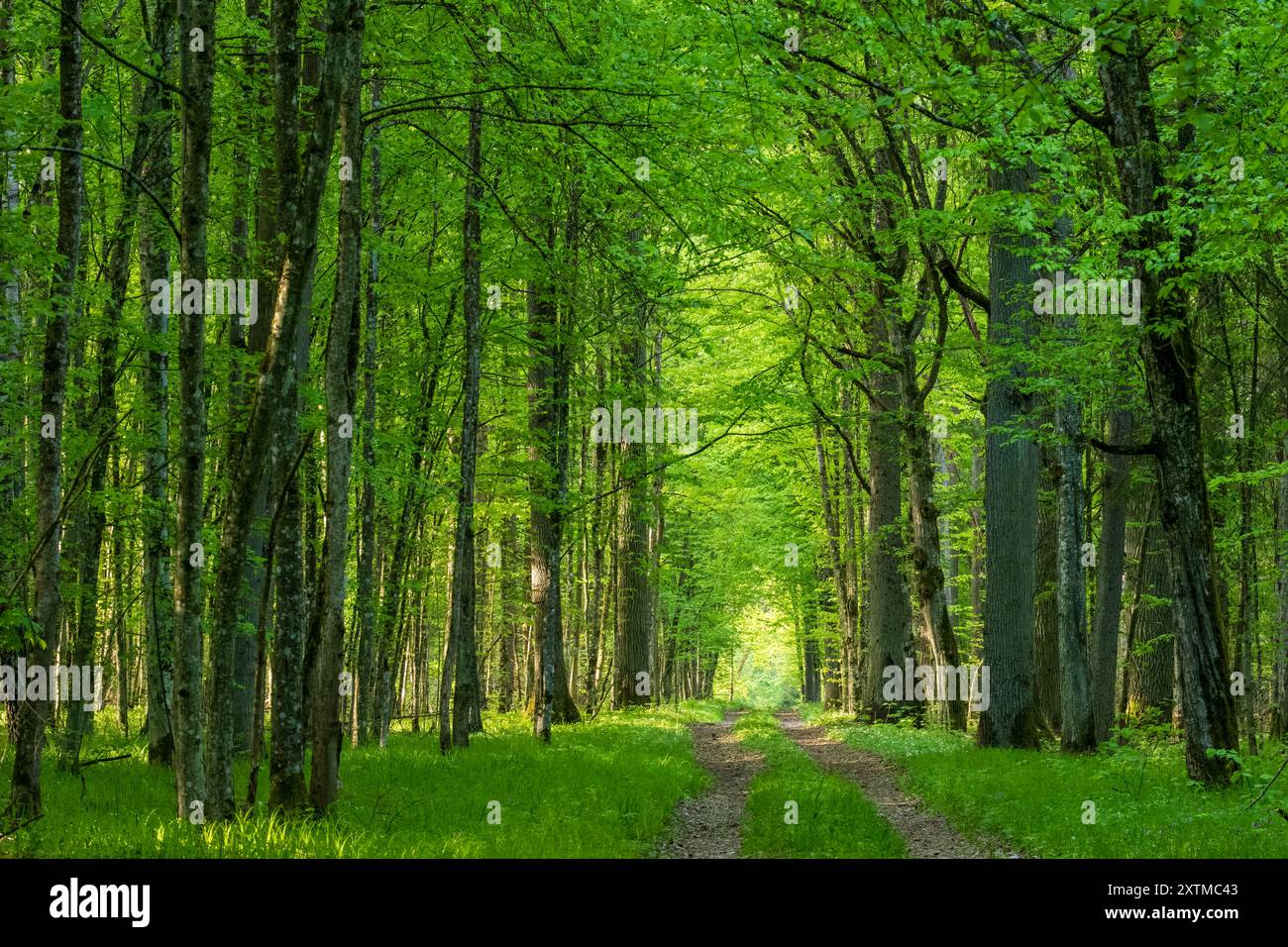 Deciduous forest in sunnny springtime sunset and ground road crossing ...