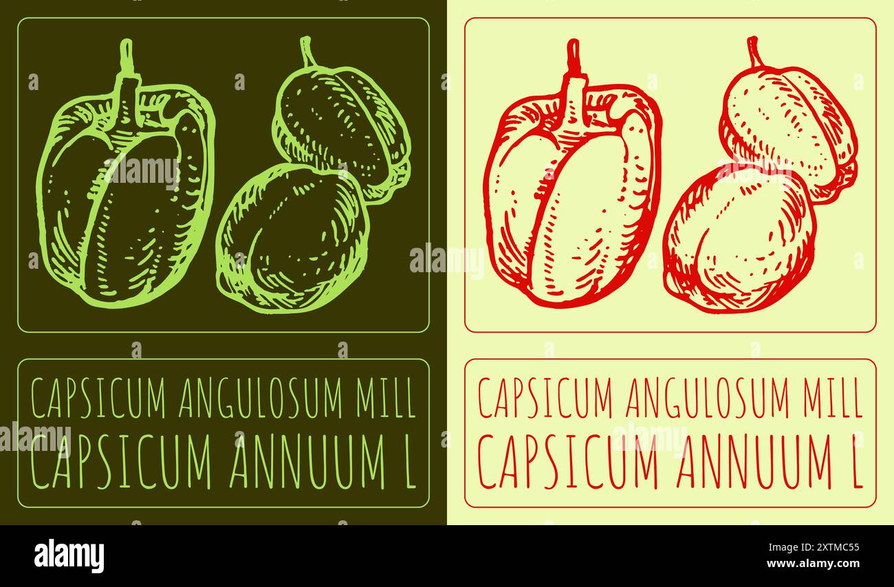 Capsicum cerasiforme plant hi-res stock photography and images - Alamy