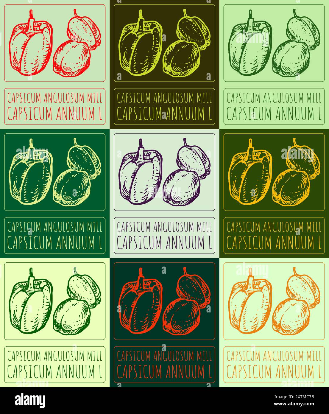 Set of vector drawing CAPSICUM CERASIFORME MILL in various colors. Hand ...