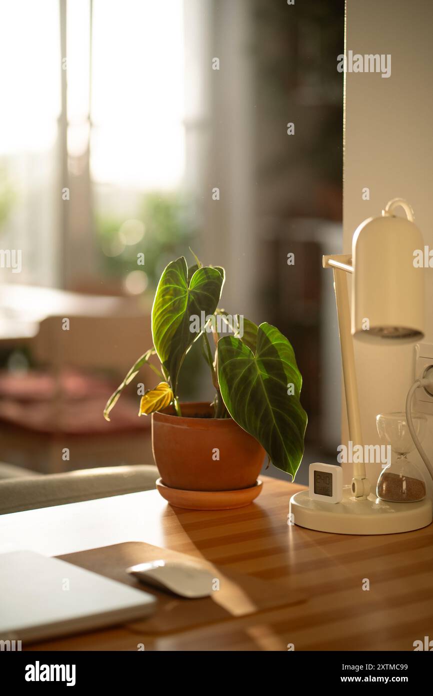 Philodendron Splendid plant with hear sheped green velvet leaves in ...
