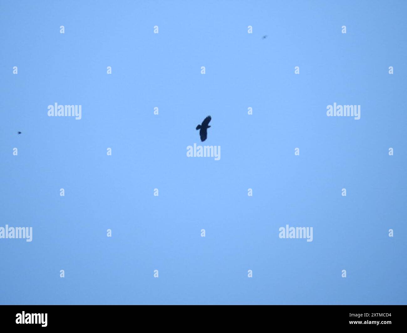 Hawks, Eagles, and Kites (Accipitridae) Aves Stock Photo - Alamy