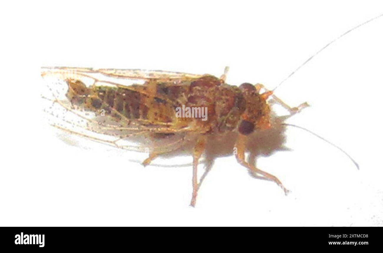 Psylloids (Psylloidea) Insecta Stock Photo - Alamy