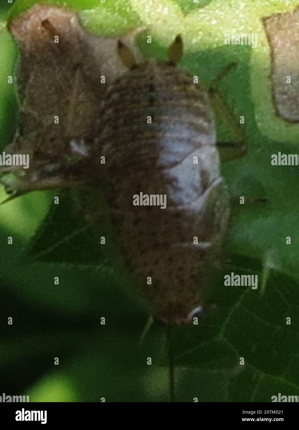 Tawny Cockroach (Ectobius pallidus) Insecta Stock Photo - Alamy