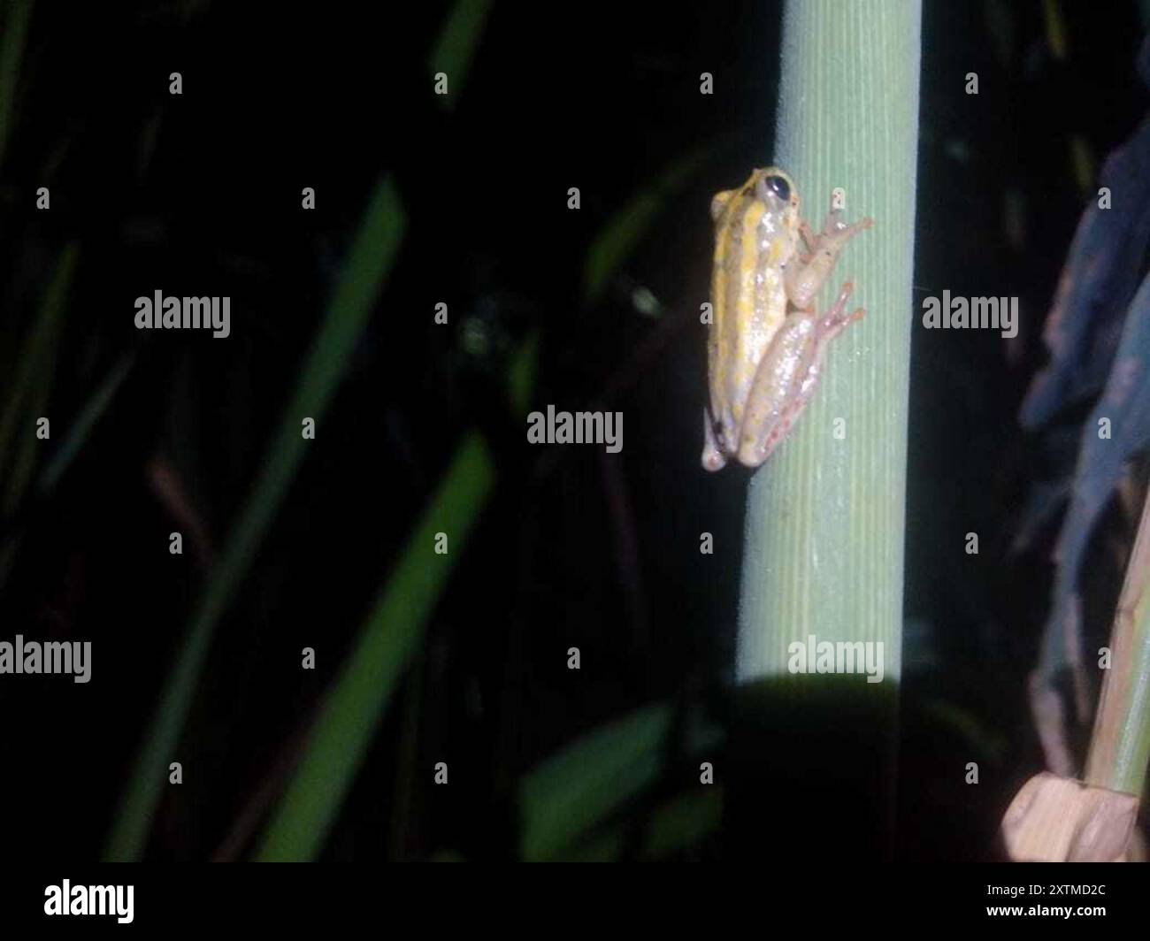 Painted Reed Frog (Hyperolius marmoratus) Amphibia Stock Photo - Alamy