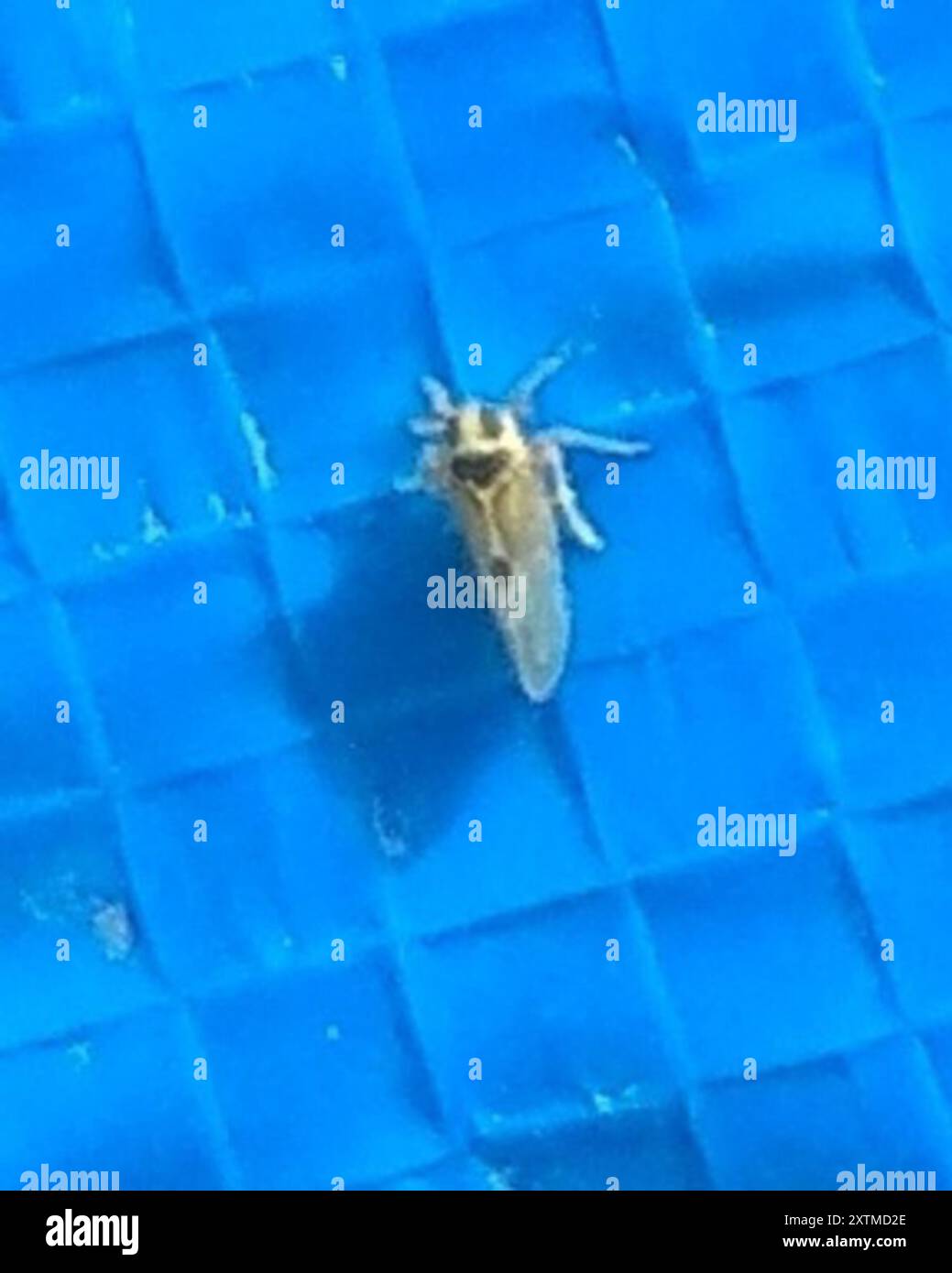 small brown planthopper (Laodelphax striatella) Insecta Stock Photo - Alamy