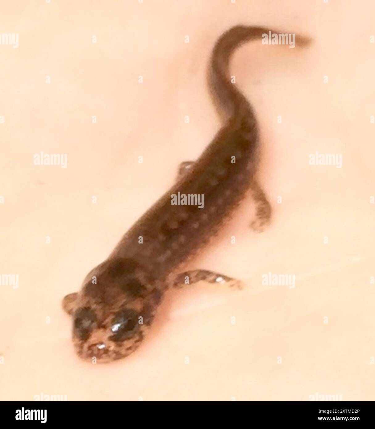 Southern Two-lined Salamander (Eurycea cirrigera) Amphibia Stock Photo ...