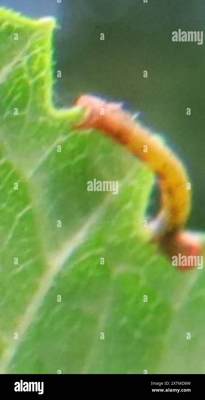 Geometer Moths (Geometridae) Insecta Stock Photo - Alamy
