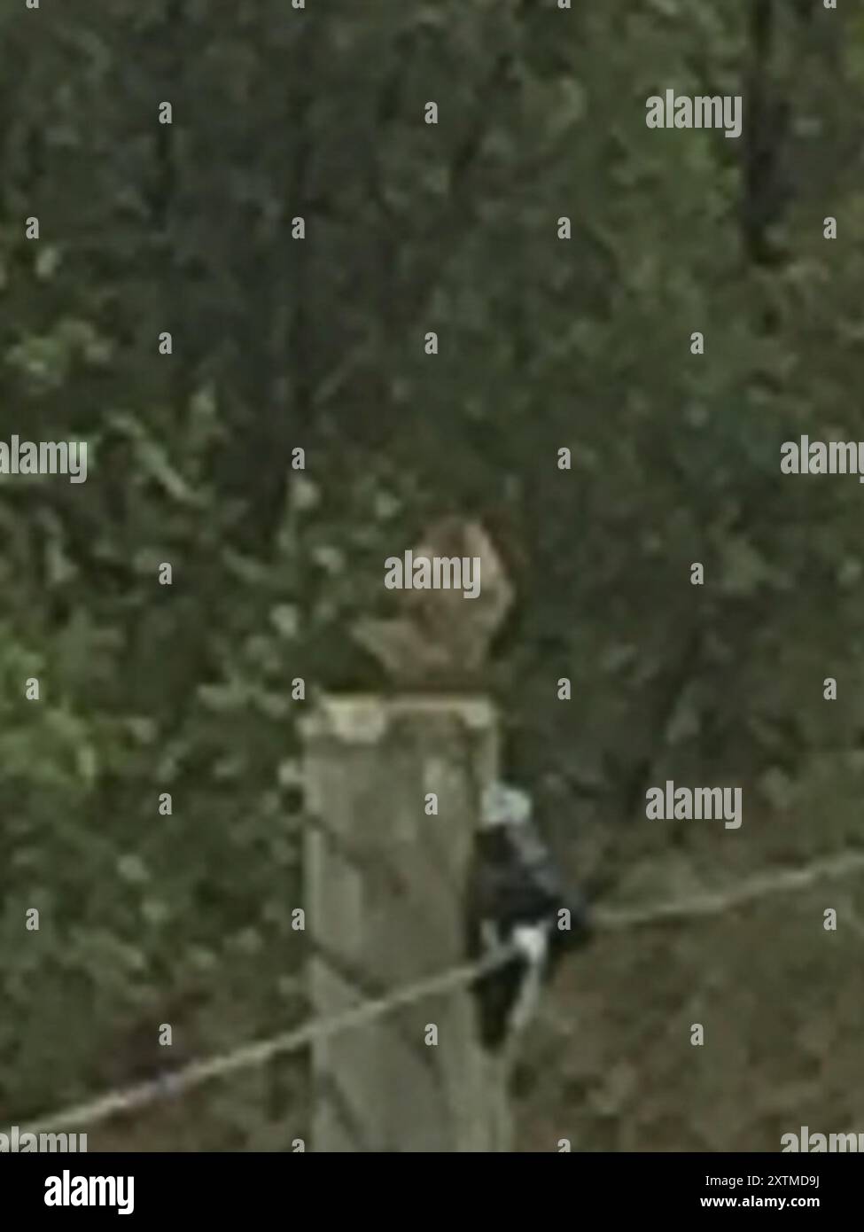 Birds (Aves) Aves Stock Photo - Alamy