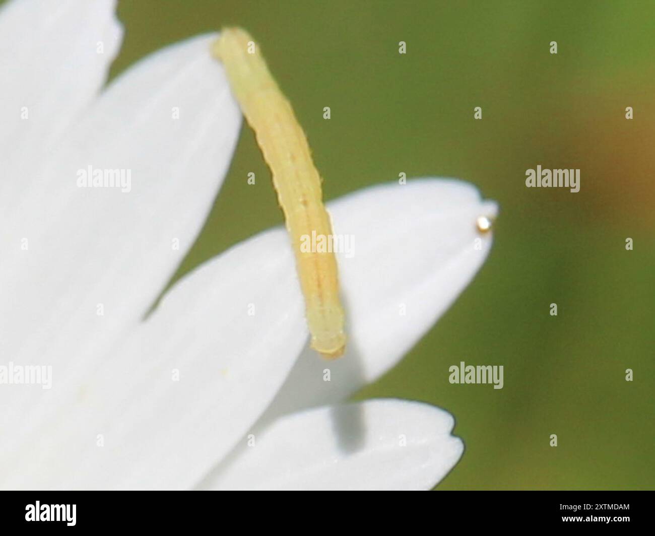 Geometer Moths (Geometridae) Insecta Stock Photo - Alamy