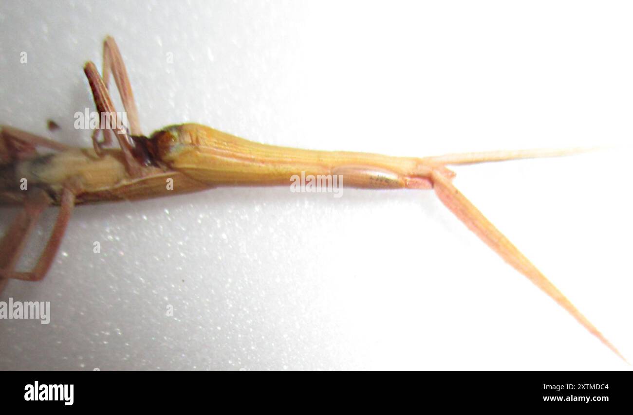 Silent Slant-faced Grasshoppers (Acridinae) Insecta Stock Photo - Alamy