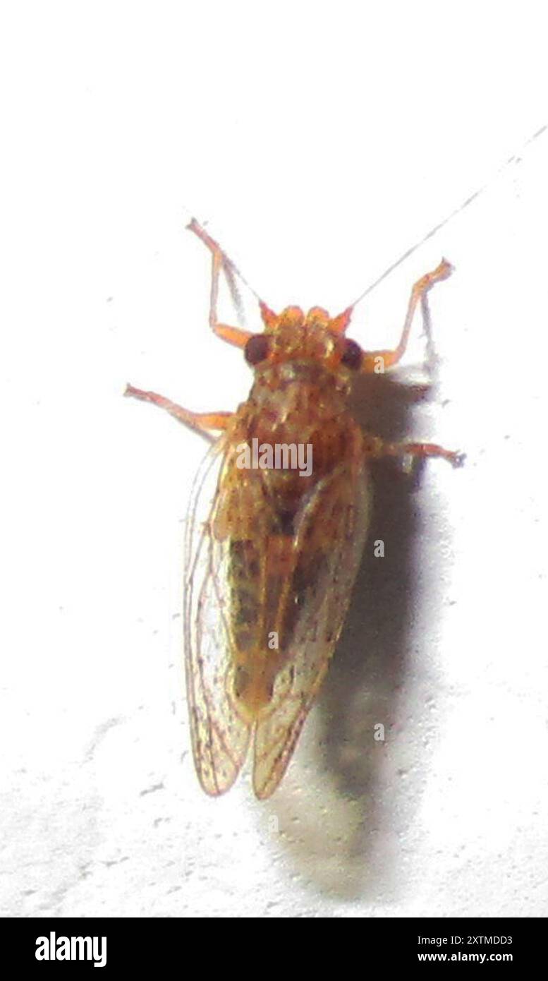 Psylloids (Psylloidea) Insecta Stock Photo - Alamy