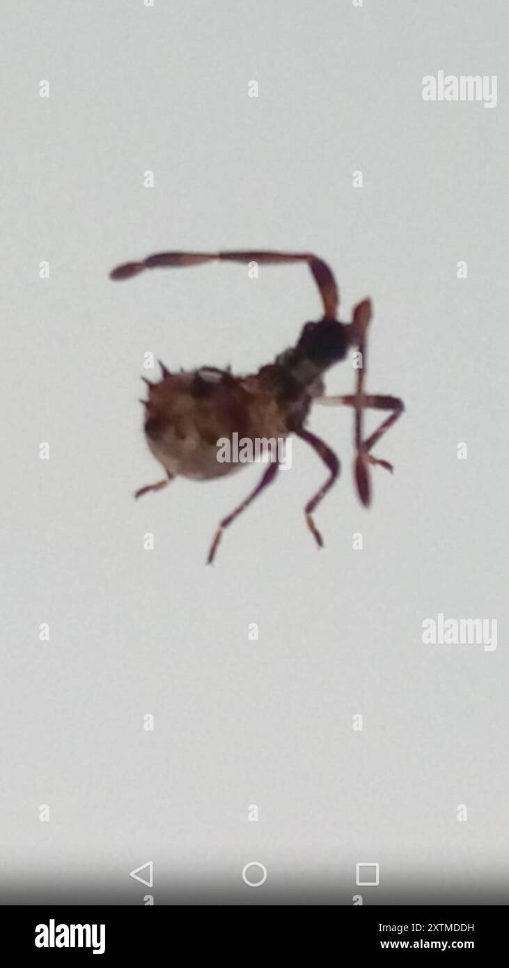 Leaf-footed Bugs (Coreidae) Insecta Stock Photo - Alamy