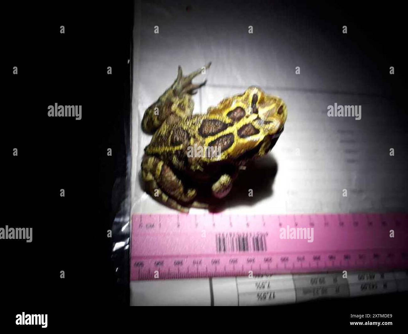 Western Leopard Toad (Sclerophrys pantherina) Amphibia Stock Photo - Alamy