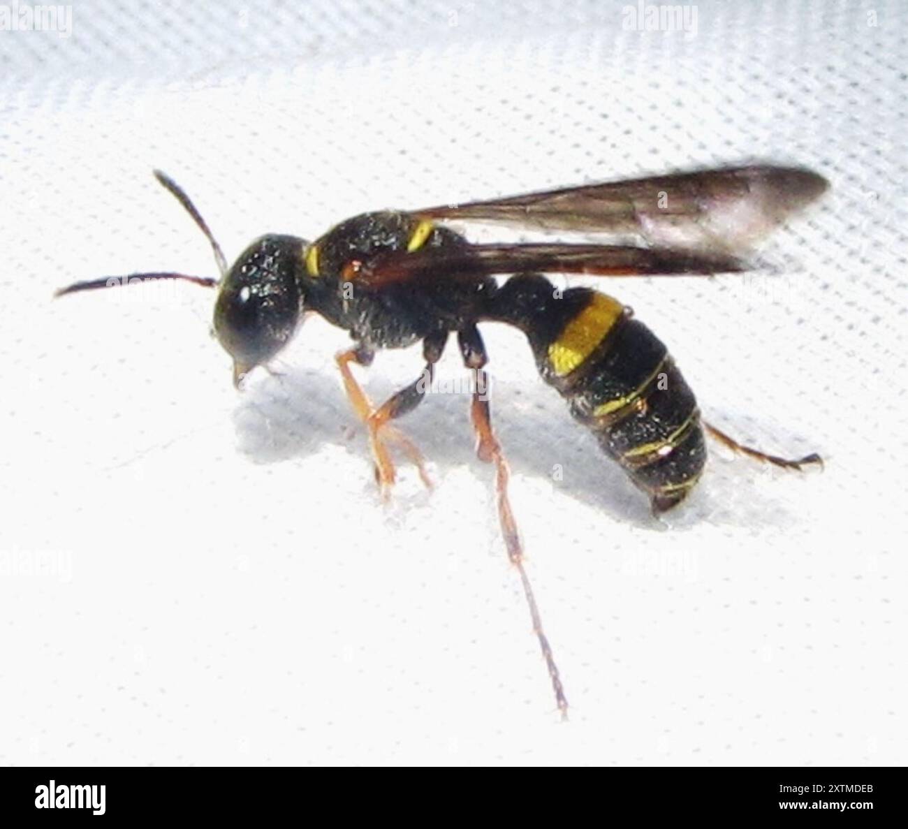 Typical Weevil Wasps and Allies (Cerceris) Insecta Stock Photo - Alamy