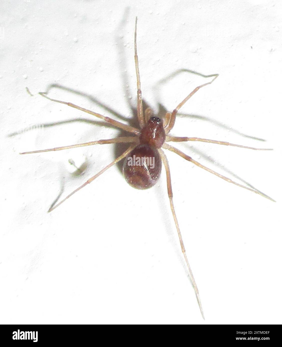 Spiders (Araneae) Arachnida Stock Photo - Alamy