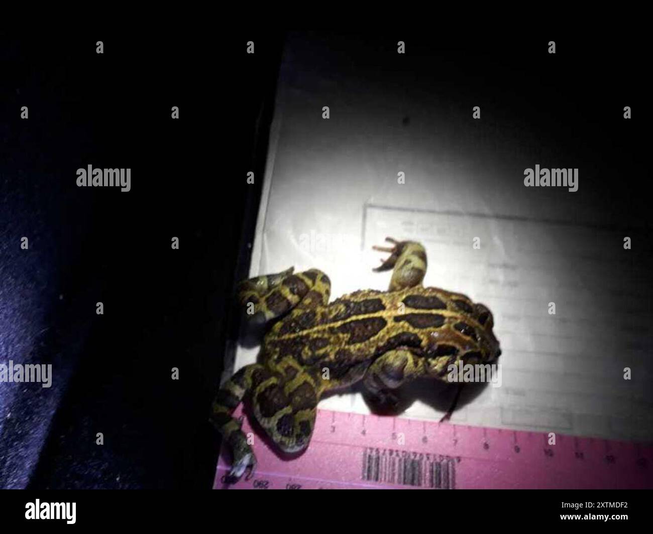 Western Leopard Toad (Sclerophrys pantherina) Amphibia Stock Photo - Alamy