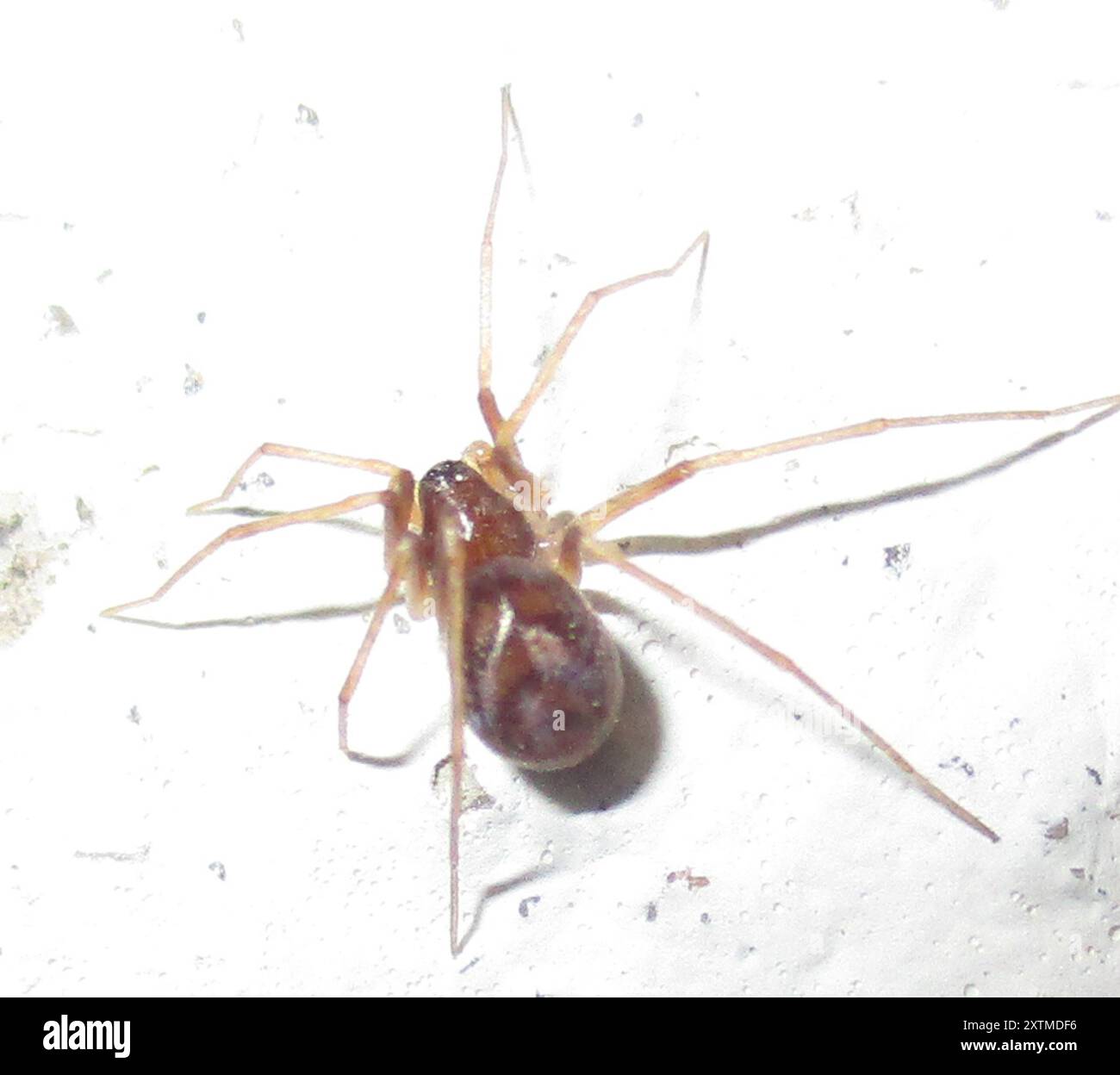 Spiders (Araneae) Arachnida Stock Photo - Alamy