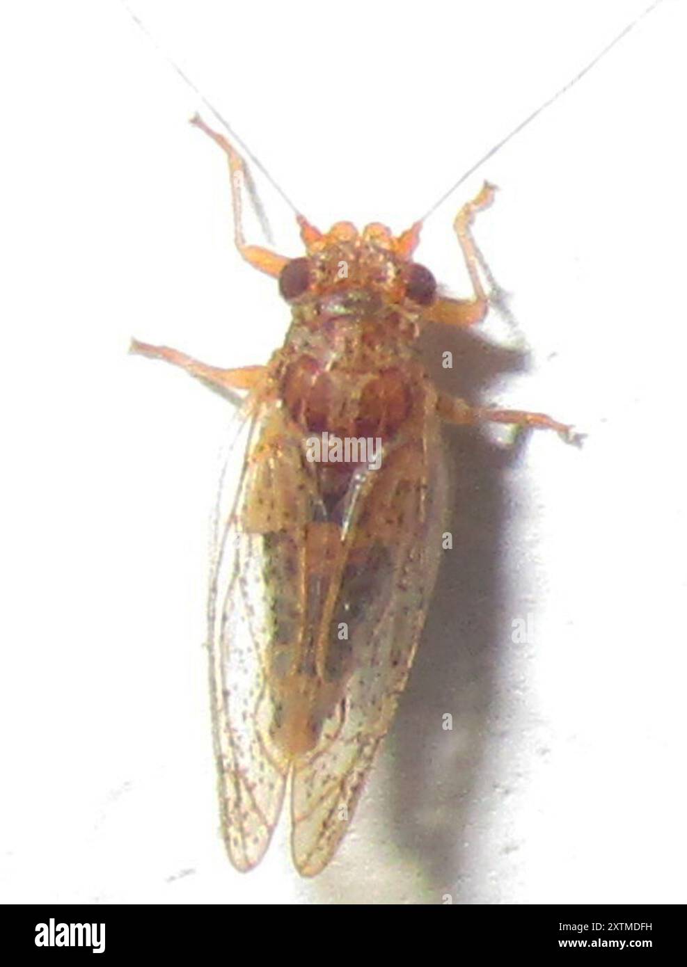 Psylloids (Psylloidea) Insecta Stock Photo - Alamy