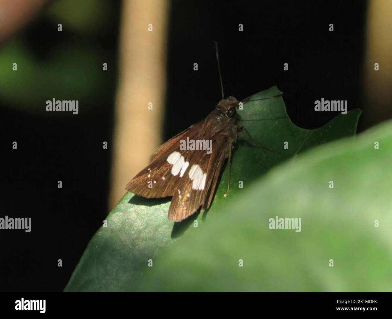 common banded demon (Notocrypta paralysos) Insecta Stock Photo - Alamy