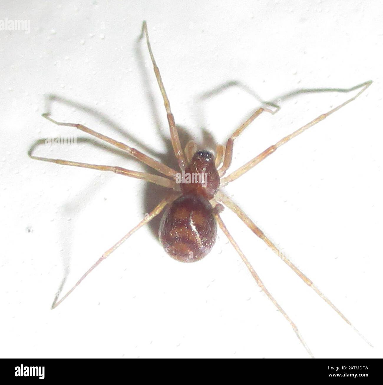 Spiders (Araneae) Arachnida Stock Photo - Alamy