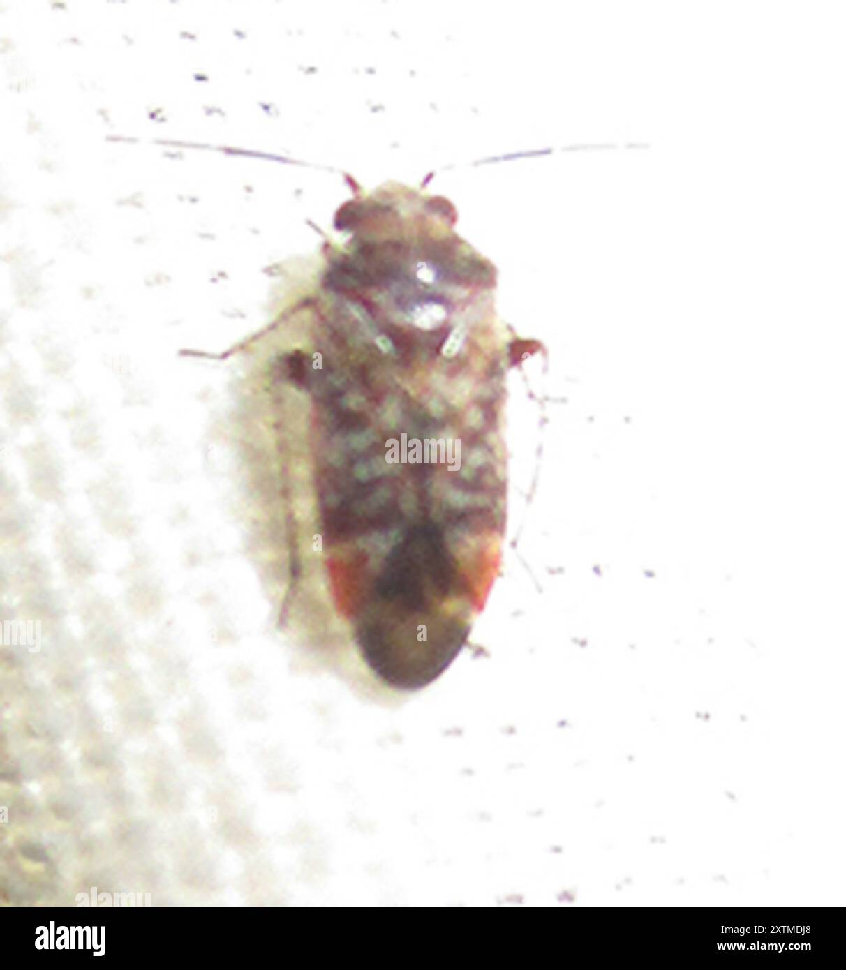 Plant Bugs (Miridae) Insecta Stock Photo - Alamy