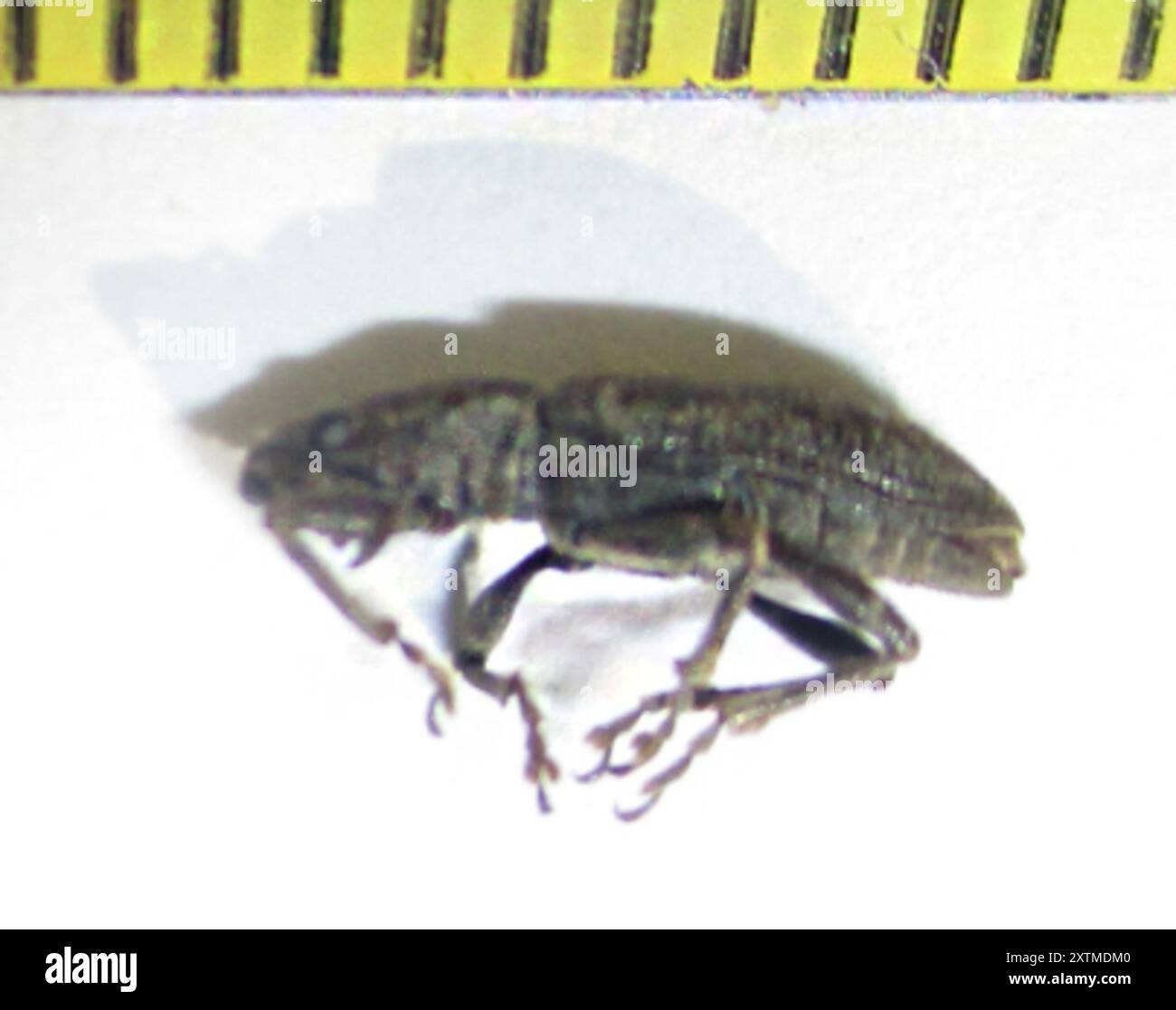 True Weevils (Curculionidae) Insecta Stock Photo - Alamy