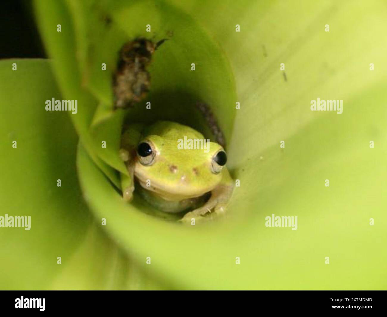 Squirrel Treefrog (Hyla squirella) Amphibia Stock Photo - Alamy