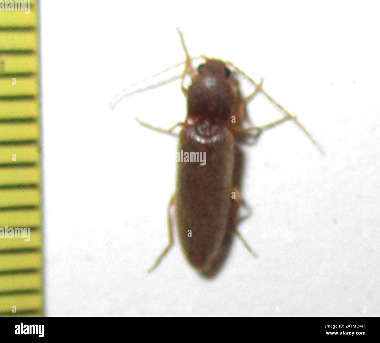 Click Beetles (Elateridae) Insecta Stock Photo - Alamy