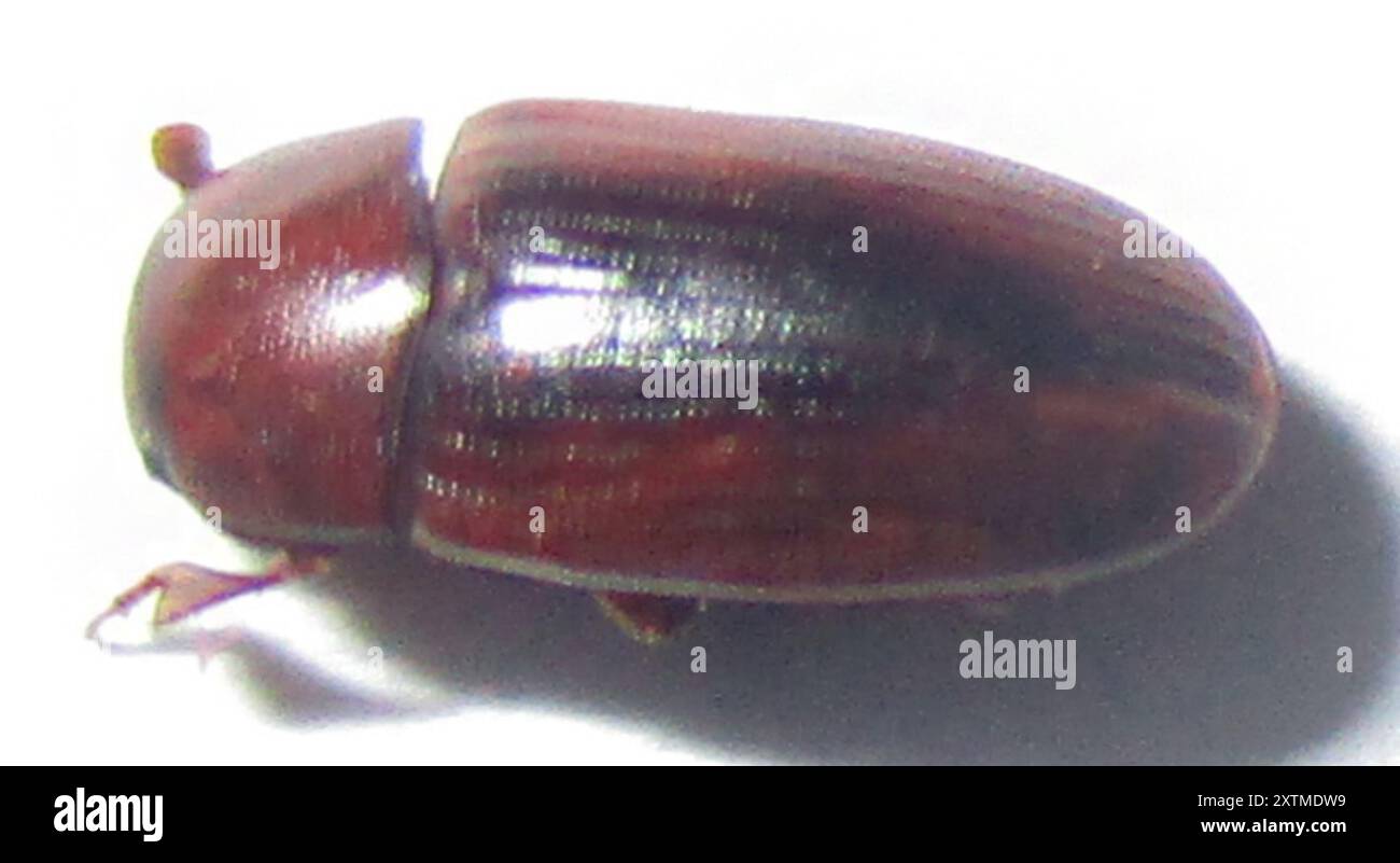 Pleasing Fungus Beetles (Erotylidae) Insecta Stock Photo - Alamy