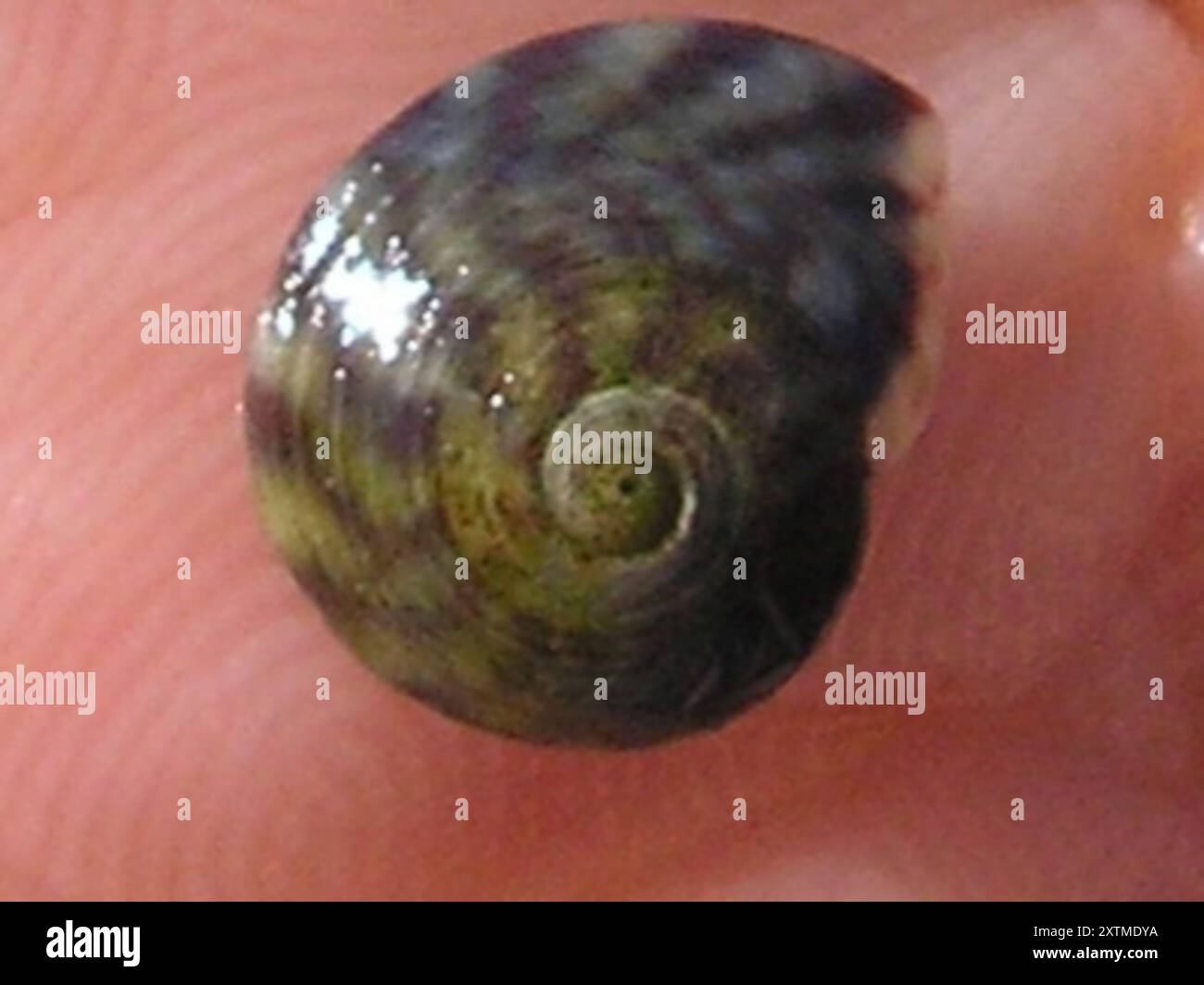 Purple Topshell (Steromphala umbilicalis) Mollusca Stock Photo - Alamy