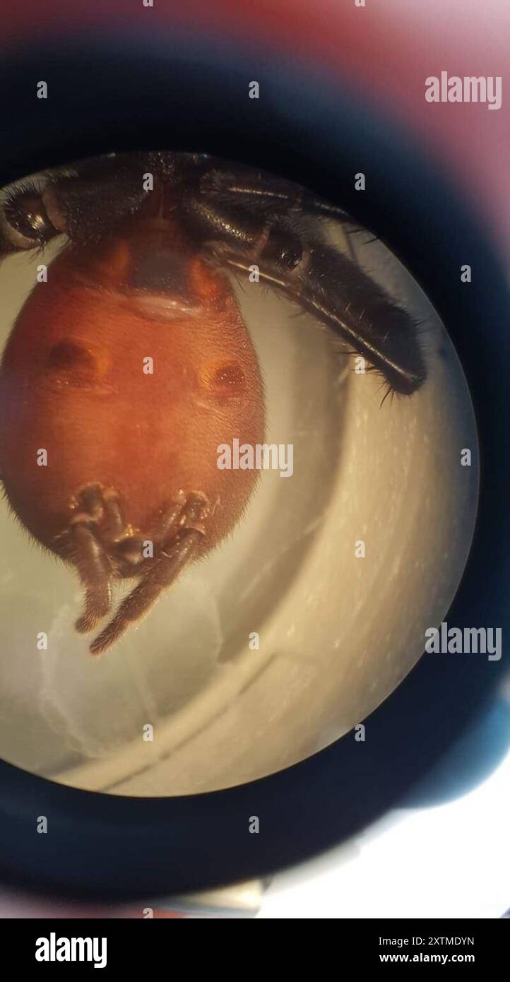 Banded Tunnelweb Spiders (Hexathele) Arachnida Stock Photo - Alamy