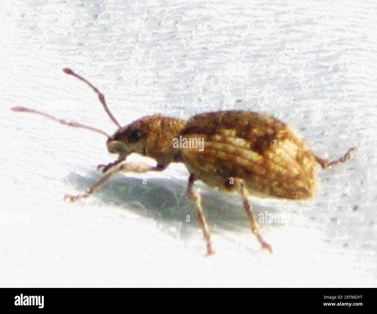Peach Root Weevil (Pseudoedophrys hilleri) Insecta Stock Photo - Alamy